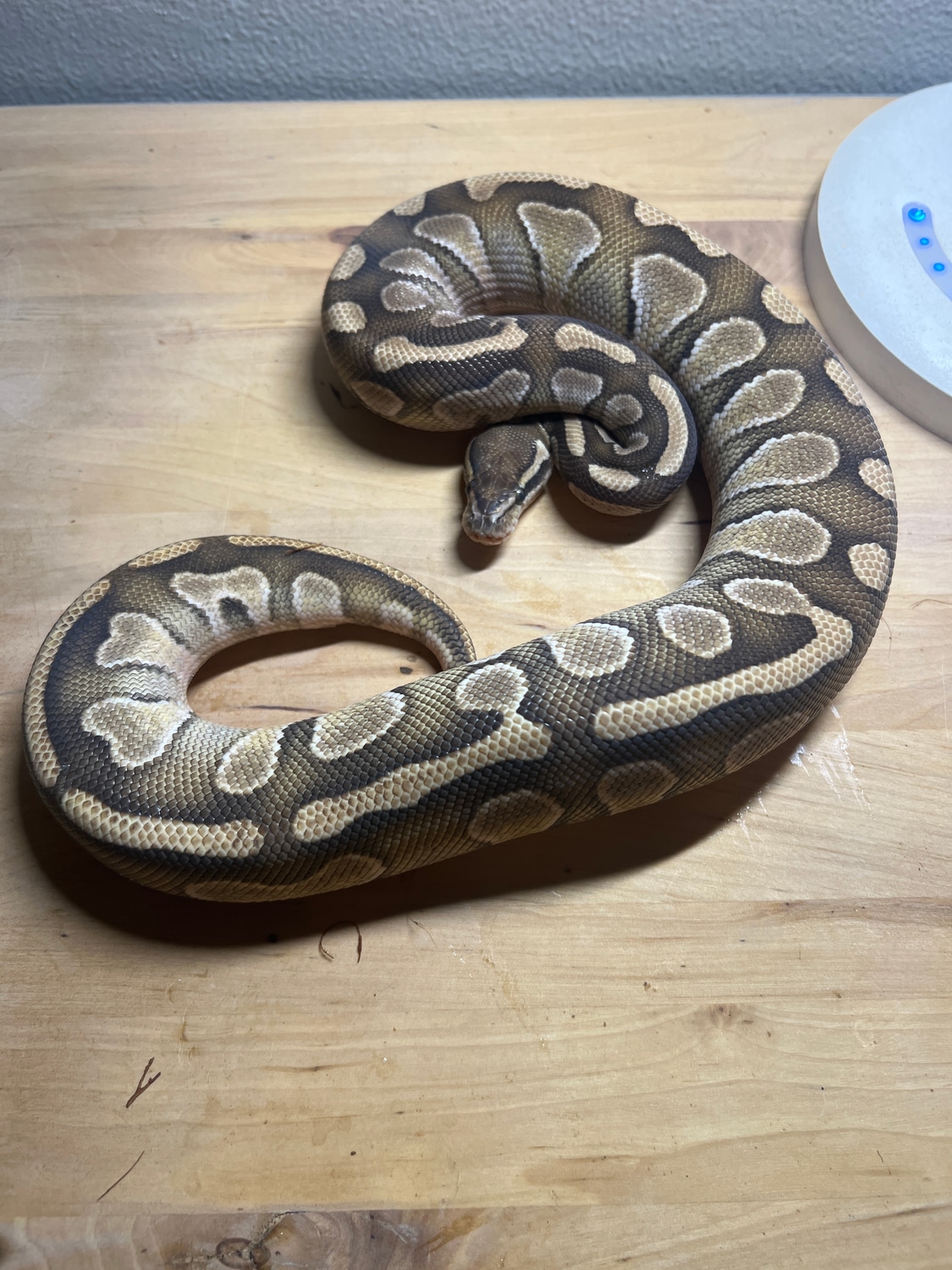 Lesser TH Sunset Desert Ghost Cryptic Ball Python by Knock Out Reptiles ...