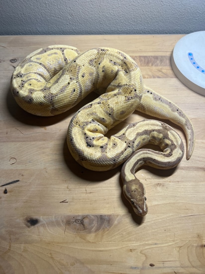 Banana Het Piebald Ball Python by Knock Out Reptiles