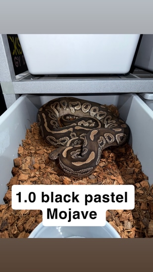 Blackpastel Mojave Ball Python by Utah shed hunter