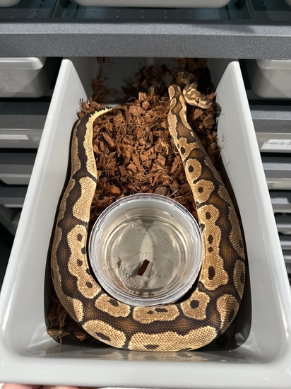 Clown Ball Python by Utah shed hunter