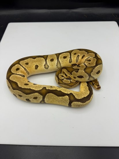 Clown Ball Python by Utah shed hunter