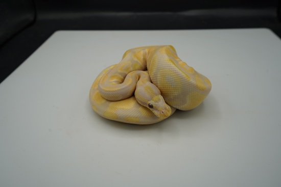 Lavander Albino Het Pied Ball Python by Utah shed hunter