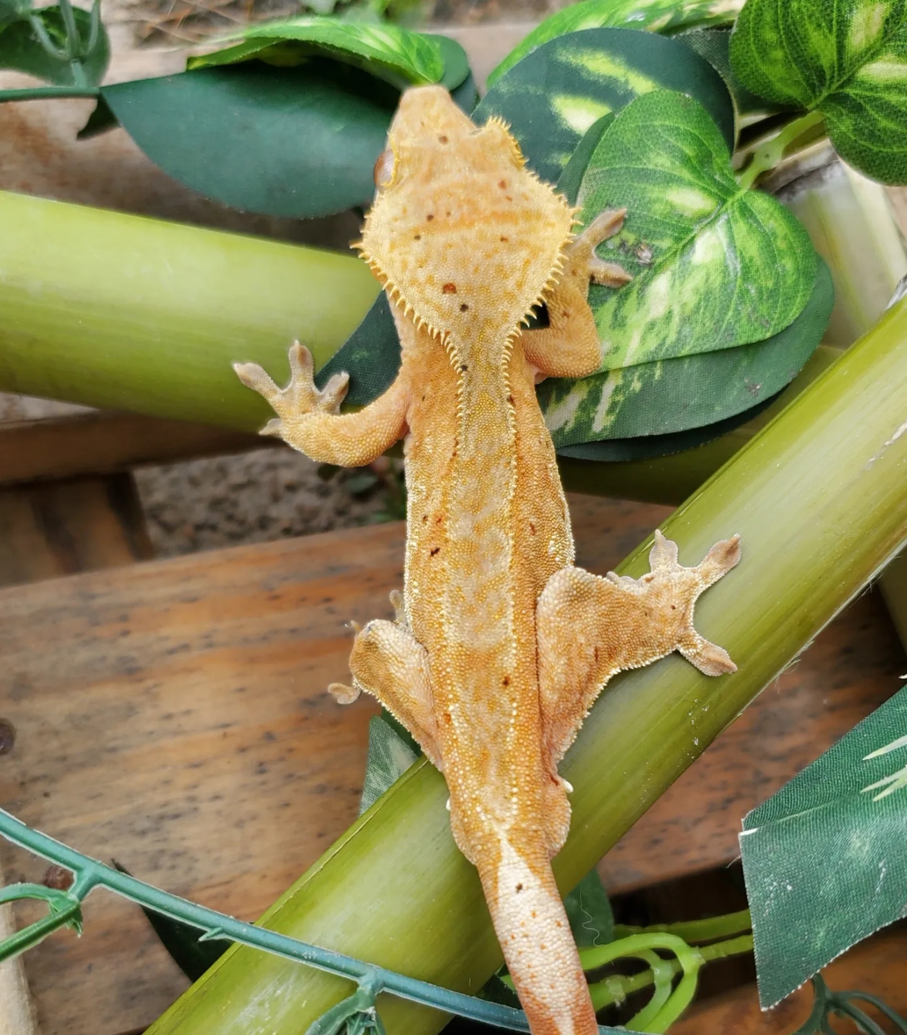 Pink Dalmation Pos Phantom Crested Gecko by Kaden's Kritters - MorphMarket