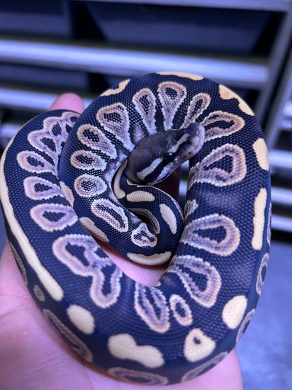 Black Pastel Desert Ghost 100% Het Hypo Ball Python by Cody exotic