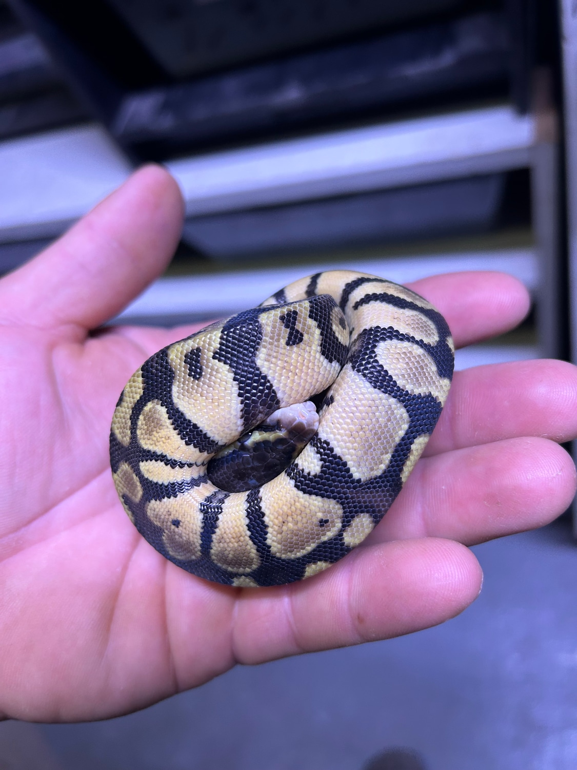 Pastel Het Desert Ghost Het Vpi Axanthic Ball Python by Cody exotic ...