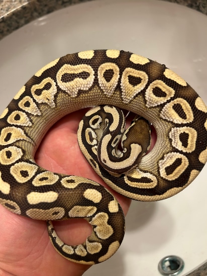 Lesser Lace Ball Python by Cody exotic