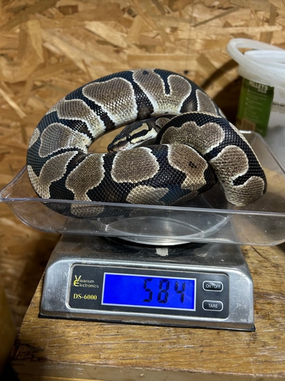 Het Desert Ghost Het Hypo Ball Python by Cody exotic