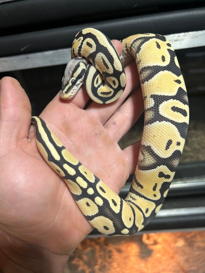 Pastel Desert Ghost 100% Het Hypo Ball Python by Cody exotic