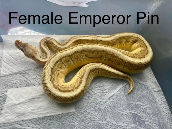 Emperor Pin Ball Python by Kaes Collection