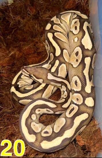 Butter/Lesser Ball Python by Kaelibs Kreaturez