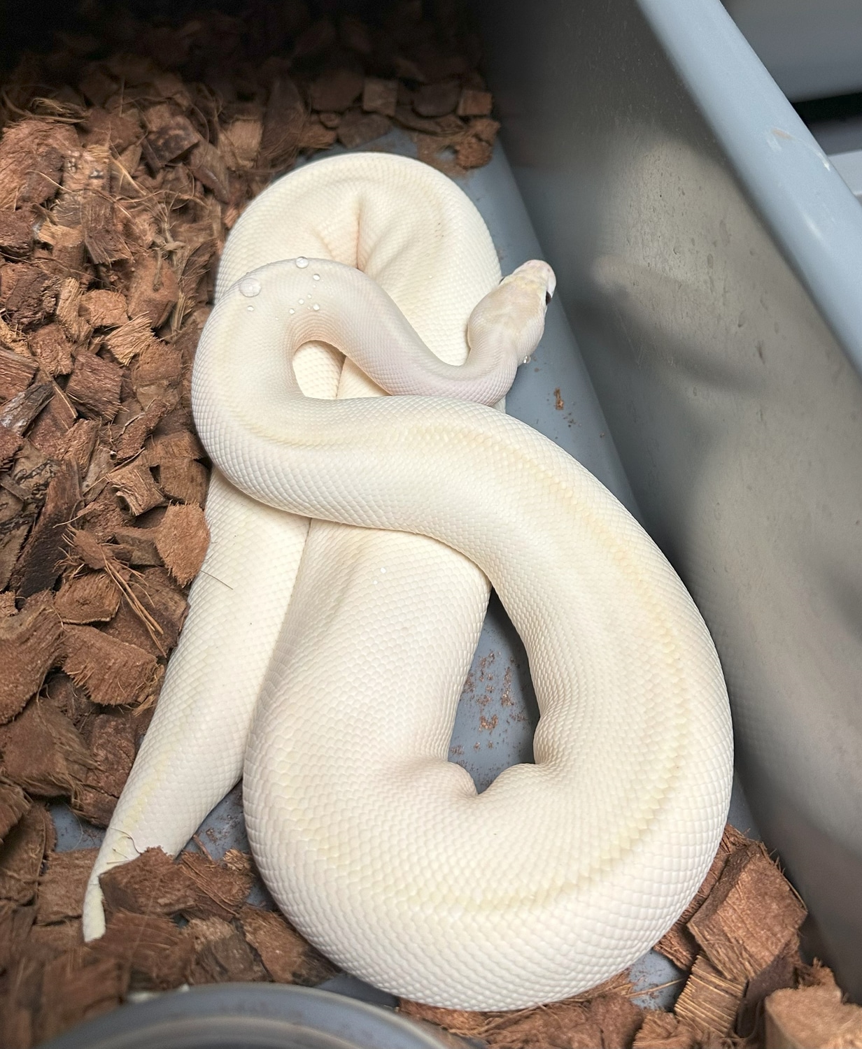 Orange Dream Banana Ivory Het Pied Het Hypo Het Albino Ball Python by ...