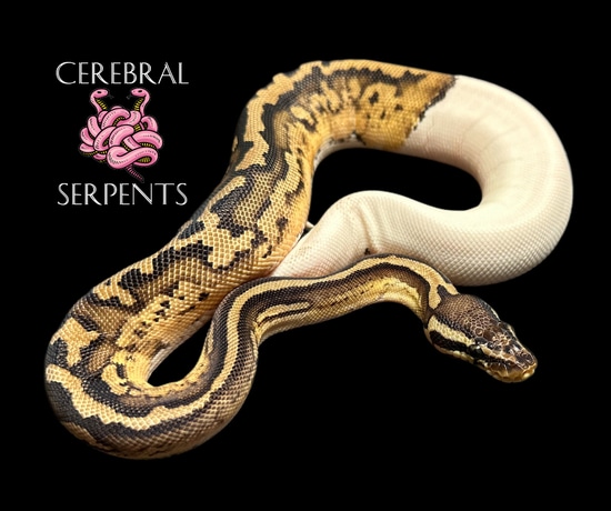 Pastel Piebald Ball Python by Cerebral Serpents