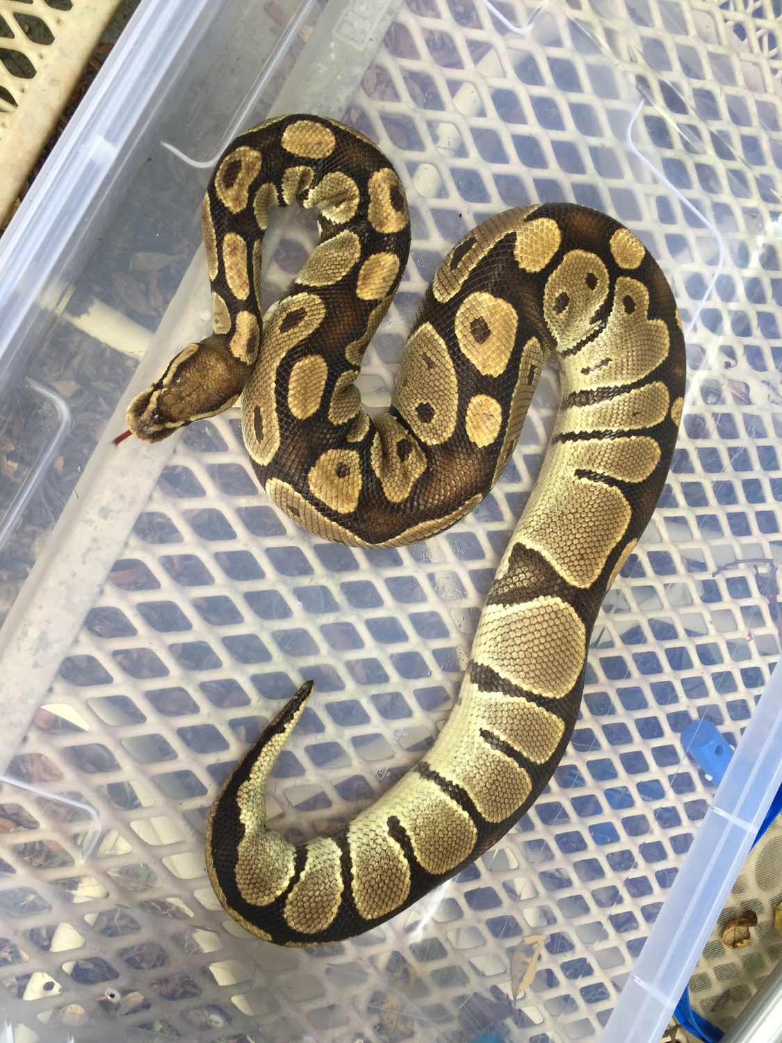 Het Piebald Female Ball Python by KM’s Pythons - MorphMarket