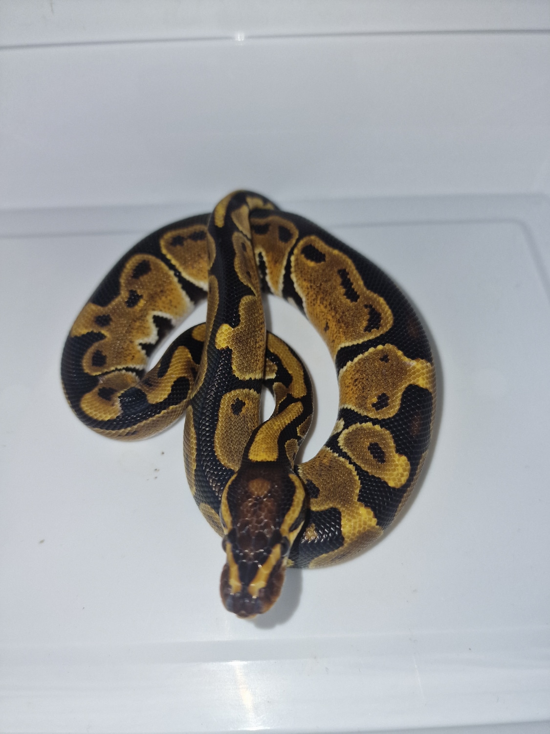 Blade Ball Python by Morphhaus by Nordhaus - MorphMarket