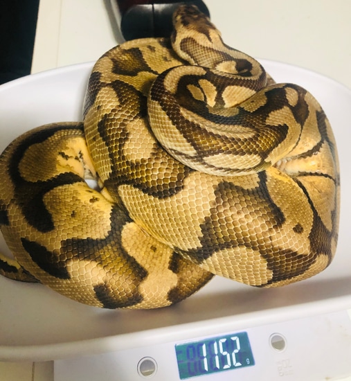 Funky Pastel Ball Python by HK’S Sexy Serpents