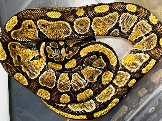 Black Pastel Enchi Poss Fader Ball Python by HK’s Sexy Serpents
