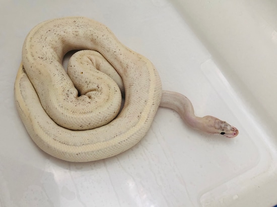 Puma Ball Python by HK’s Sexy Serpents
