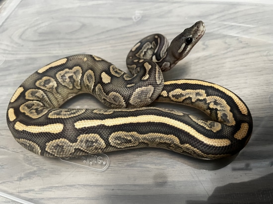 Black Pastel Orange Ghost Ball Python by HK’s Sexy Serpents