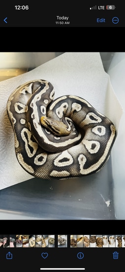 Pastave Ghost Ball Python by HK’S Sexy Serpents