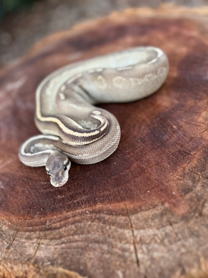 Black Magic Pastel 100% Het OG Ball Python by HK’S Sexy Serpents