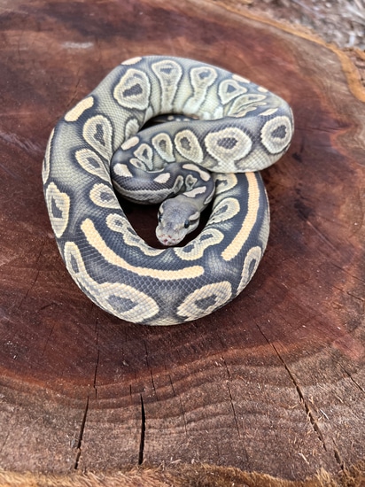 Black Pastel Orange Ghost Ball Python by HK’S Sexy Serpents