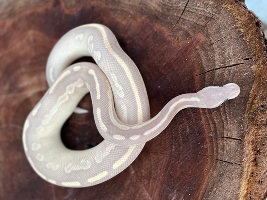 Coral Glow Black Magic Og Ball Python By Hks Sexy Serpents