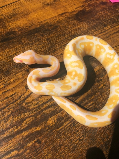 Albino 100% DH Sentinel Pied Ball Python by HK’S Sexy Serpents