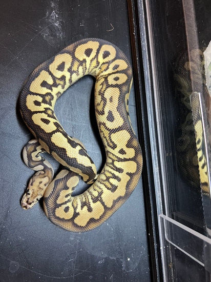 Black Pastel Spotnose Clown Ball Python by HK’S Sexy Serpents