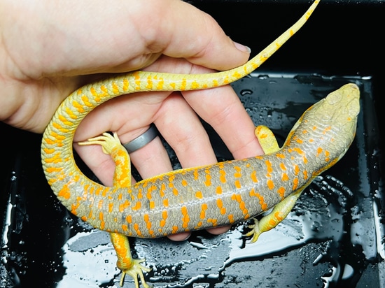 Berber Skink Group More Skink by HK’S Sexy Serpents