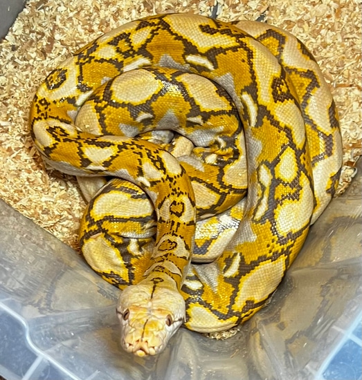Mochino Reticulated Python by HK’S Sexy Serpents