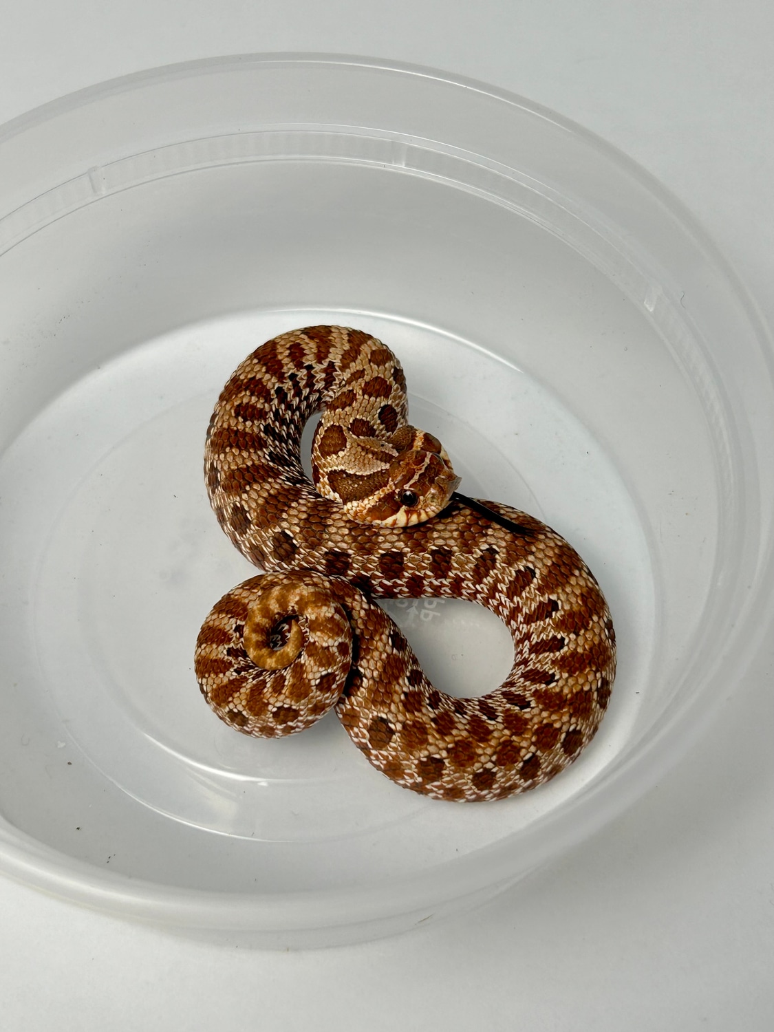 Female Red Albino 100% Het Snow Western Hognose by Lawless Exotics ...