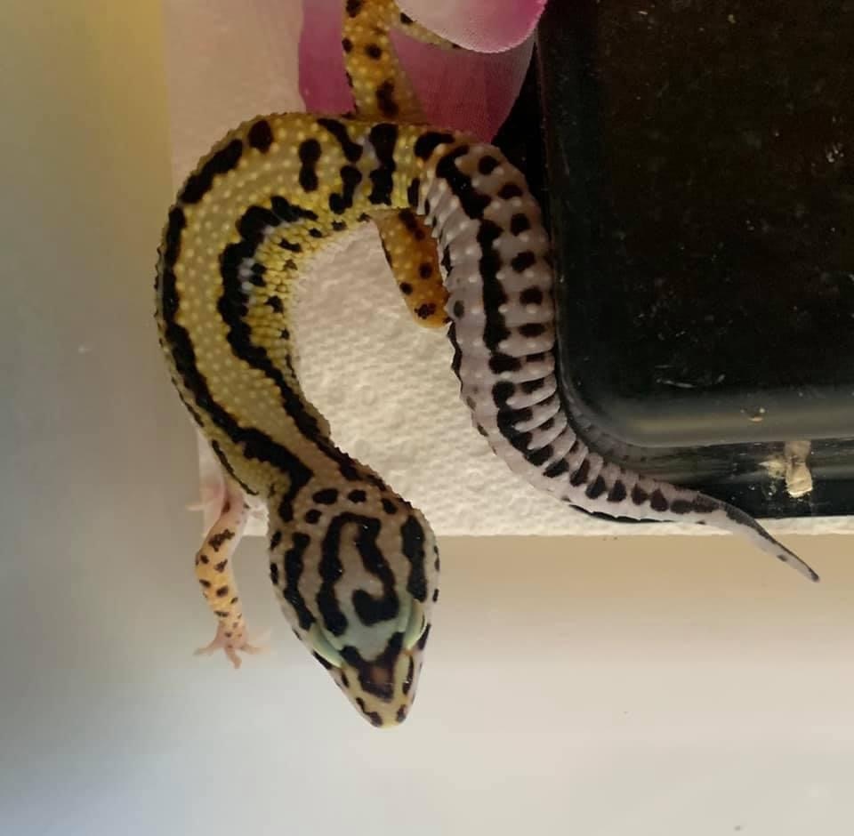 Jungle Bold Stripe Leopard Gecko by Kaitlin’s Reptile Emporium ...