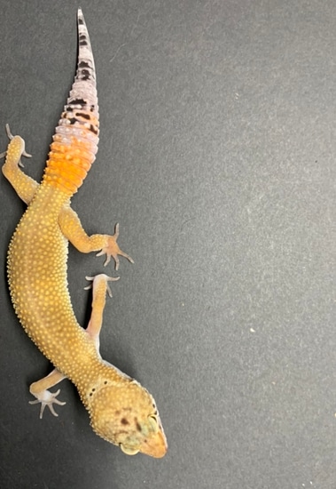 SHTCT Leopard Gecko by The Hognose Emporium