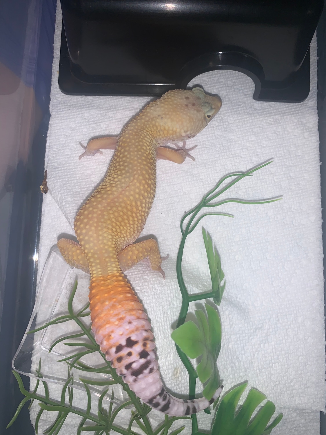 SHTCT Leopard Gecko by Kaitlin’s Reptile Emporium - MorphMarket
