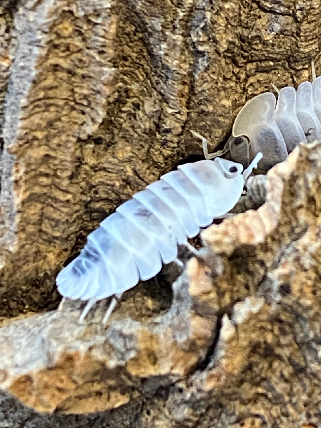 10ct Nesodillo Archangelii Shiro Utsuri Isopod by Kait’s Animals ...