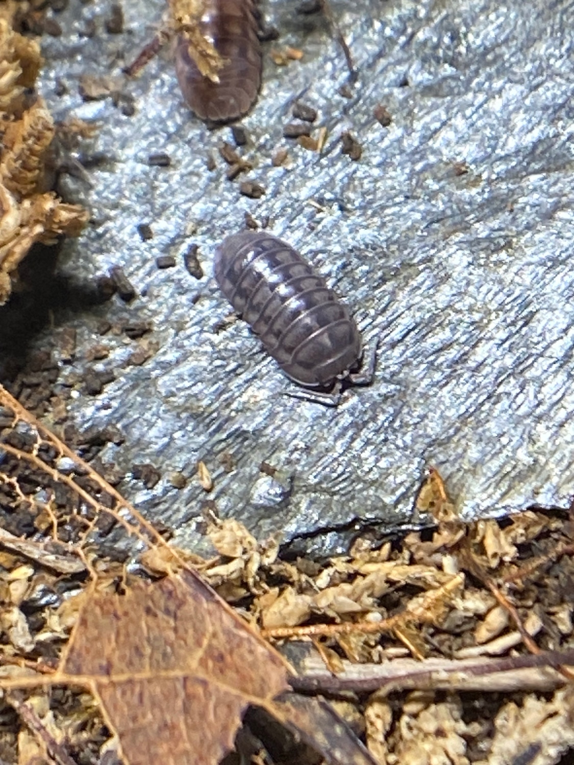 10ct A. Nasatum Isopod by Kait’s Animals - MorphMarket