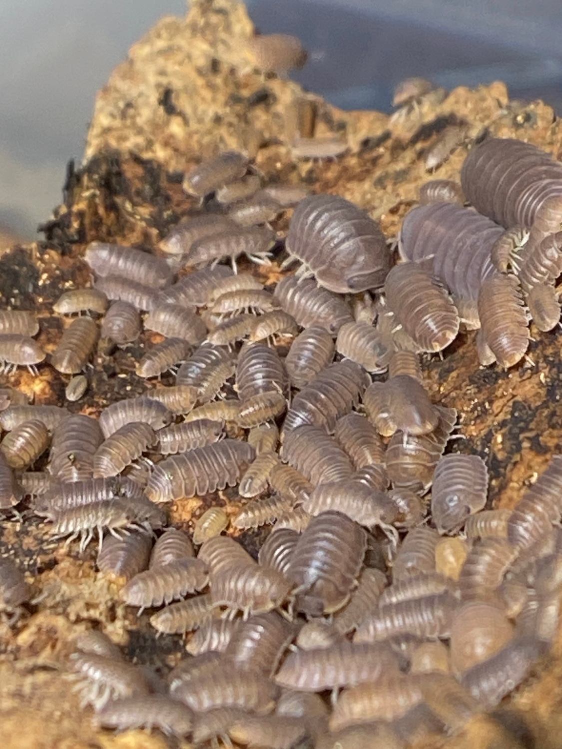 10ct C. Murina Little Sea Isopod by Kait’s Animals - MorphMarket