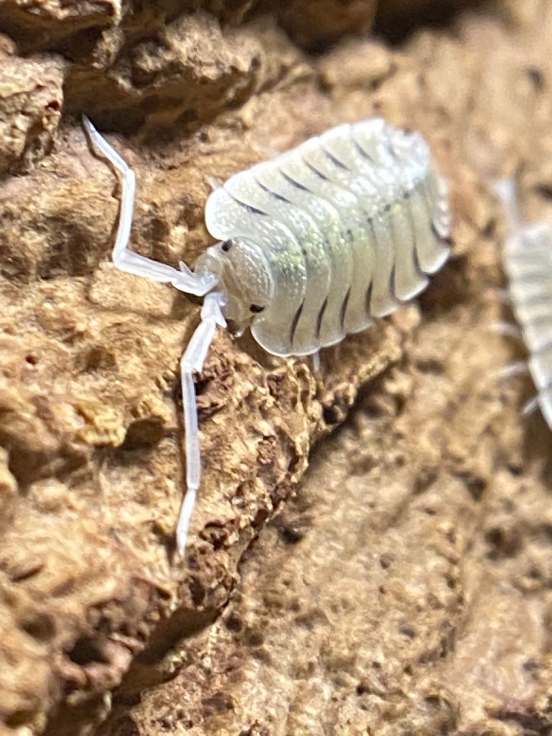 10ct P. Bolivari Isopod by Kait’s Animals - MorphMarket