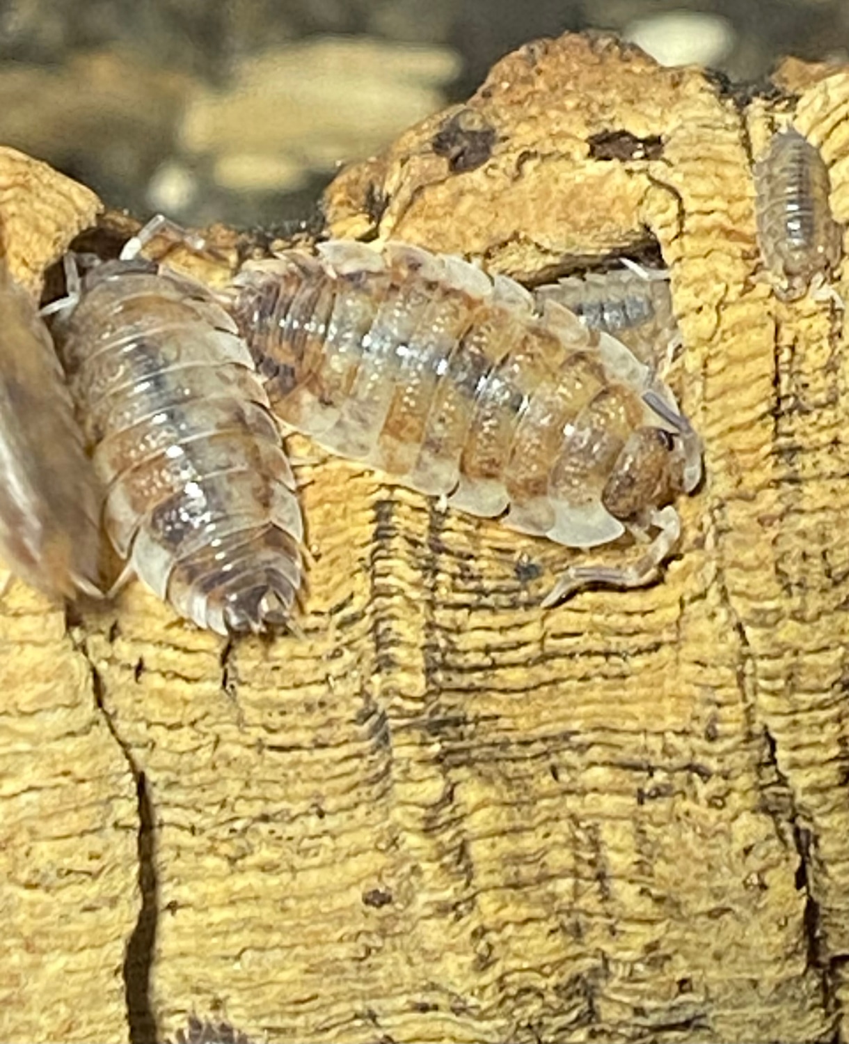 100ct P. Scaber Koi Isopod by Kait’s Animals - MorphMarket