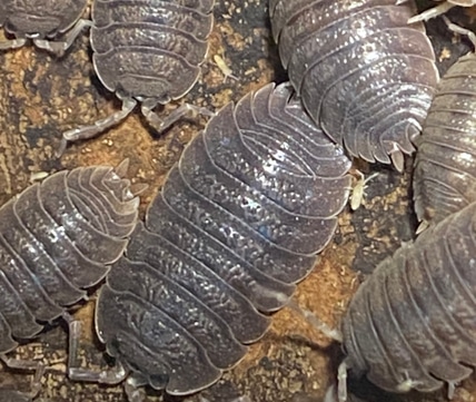 100ct P. Scaber Koi Isopod by Kait’s Animals - MorphMarket