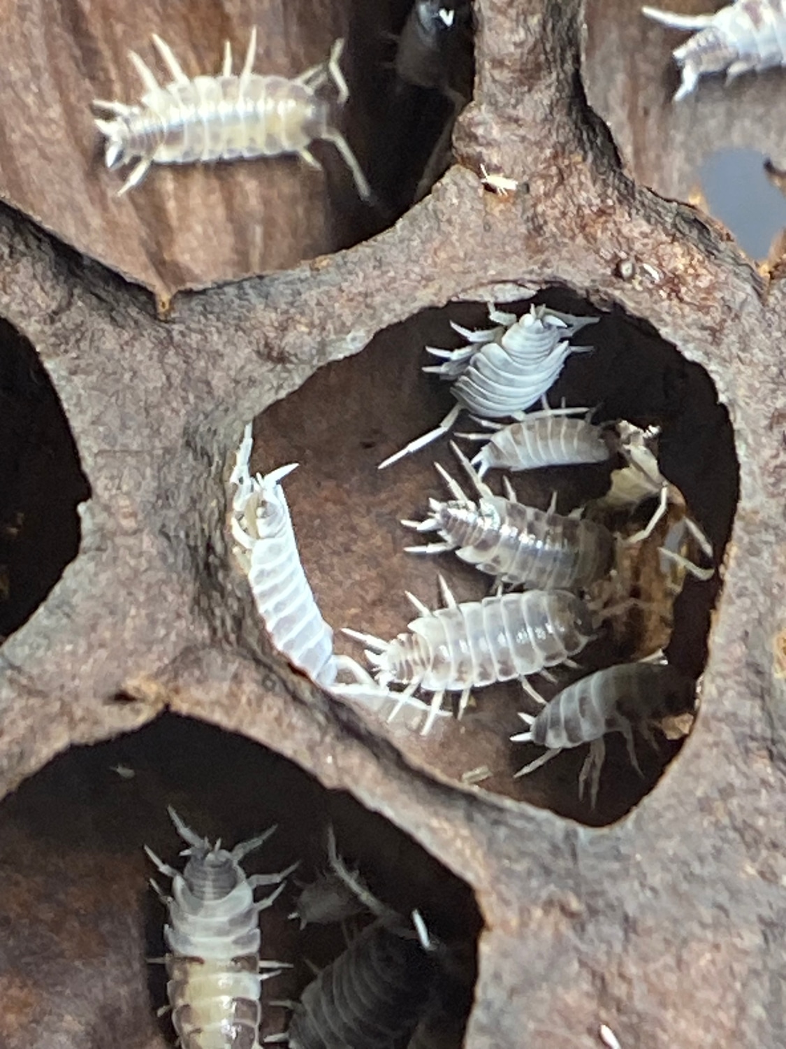 10ct P. Pruinosus Oreo Crumble Isopod by Kait’s Animals - MorphMarket