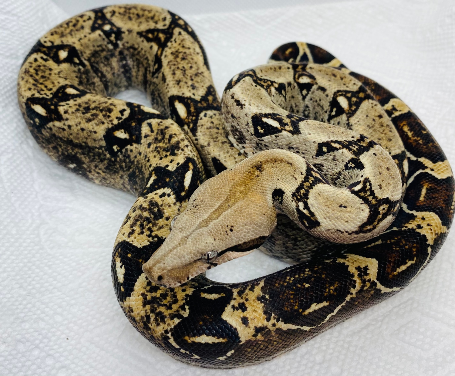 Normal Boa 66% Het Blood Albino Boa Constrictor by Kaizen Reptiles ...