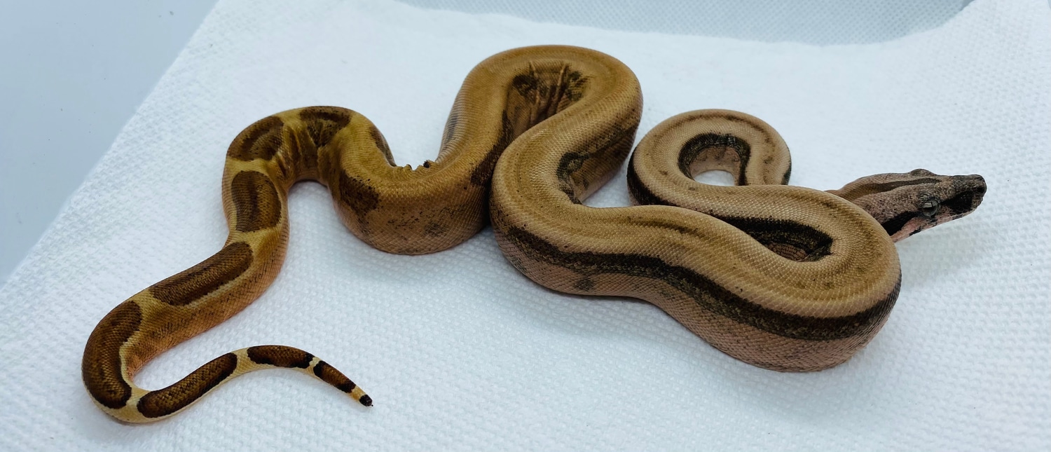 Hypo 66% DH Blood Sunglow Boa Constrictor by Kaizen Reptiles - MorphMarket