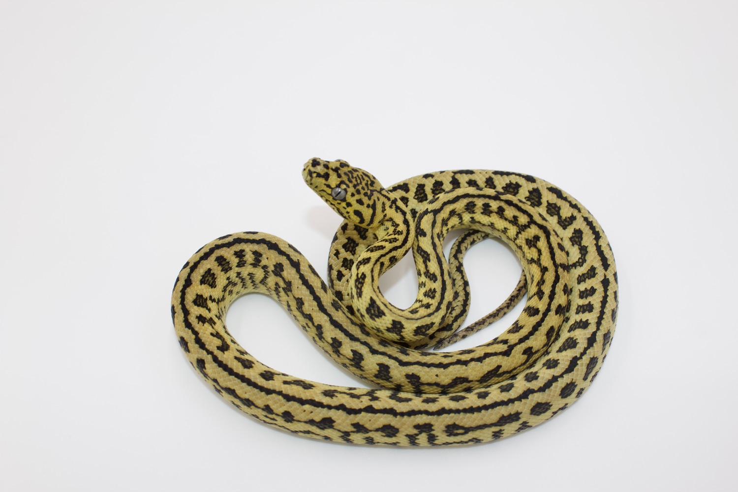 2022 Gamma Zebra DJJ Other Carpet Python by Kaleido Exotics - MorphMarket