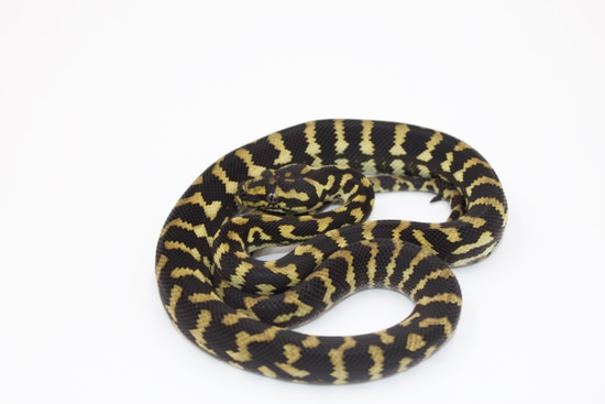 2022 Gamma Sib (Jungle Cross) Other Carpet Python by Kaleido Exotics
