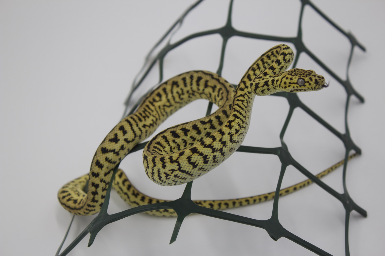 2022 Gamma Zebra DJJ Other Carpet Python by Kaleido Exotics - MorphMarket