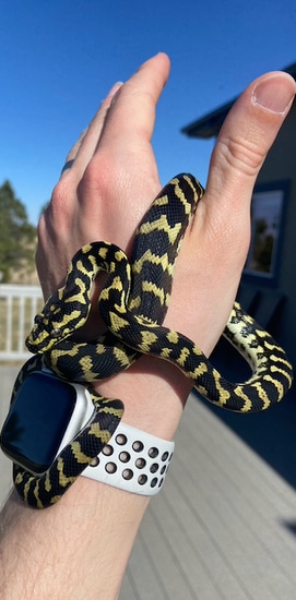 2022 Gamma Sib (Jungle Cross) Other Carpet Python by Kaleido Exotics