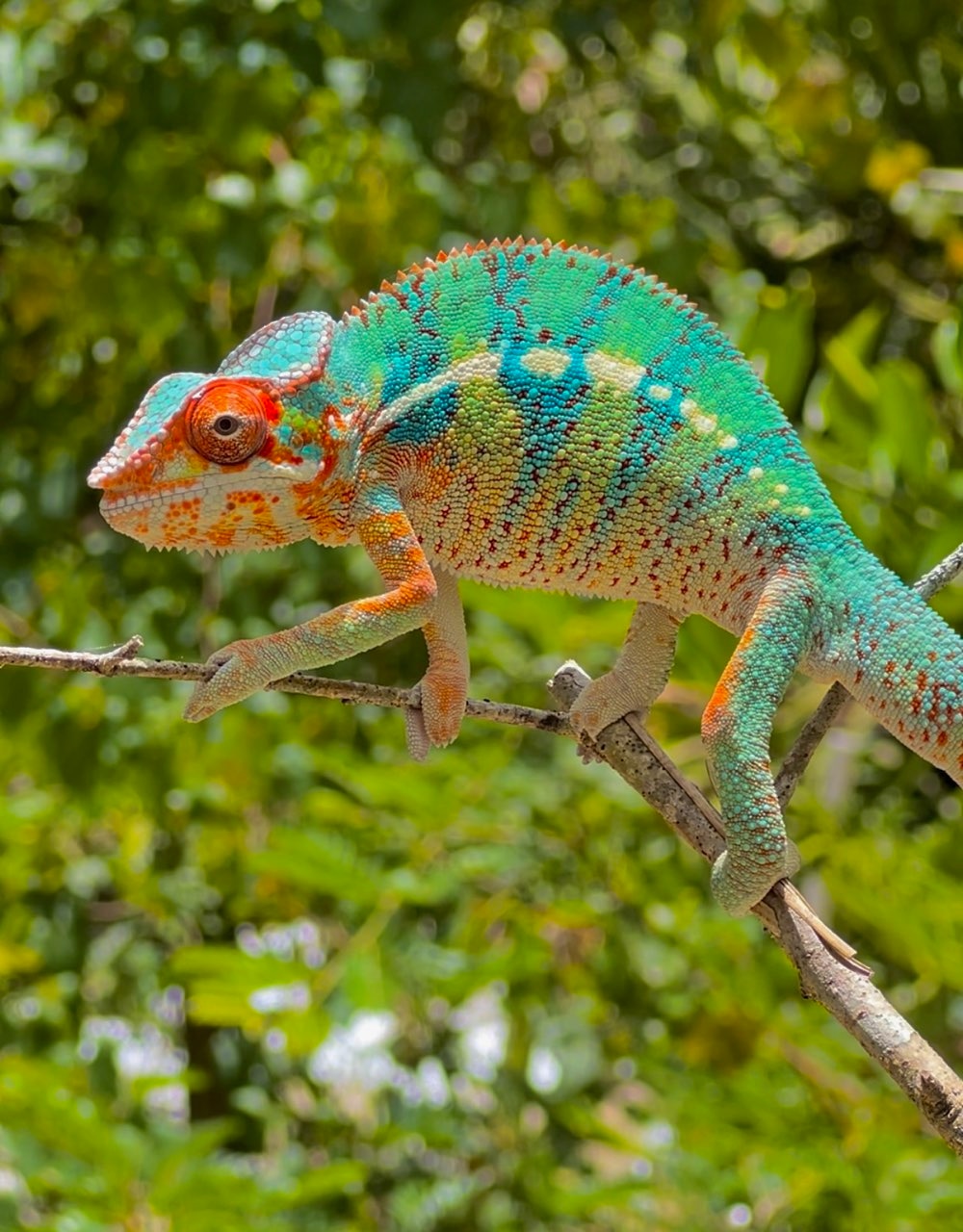 5mo Ambilobe Male Gorgeous Powder Blue Bars, Lots Of Red Panther ...