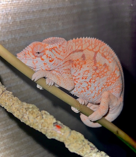 5.5 Months- Meet Strawberry Shortcake- 🩷 Pink Color FEMALE AMBILOBE ...