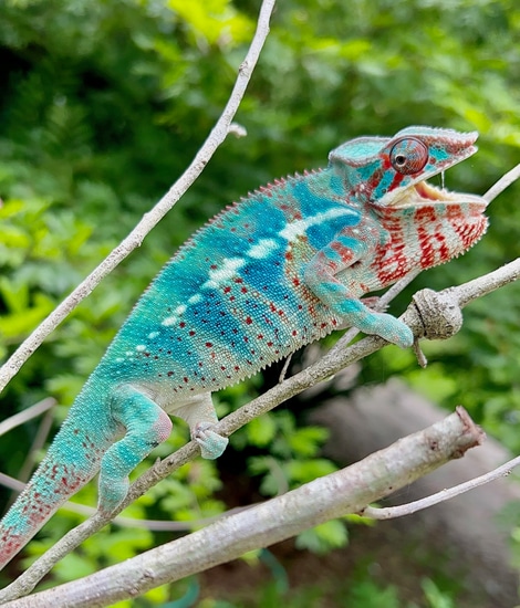 Red/White/ Blue!! 5mo AMBILOBE Panther Chameleon Male- Meet Superman ...